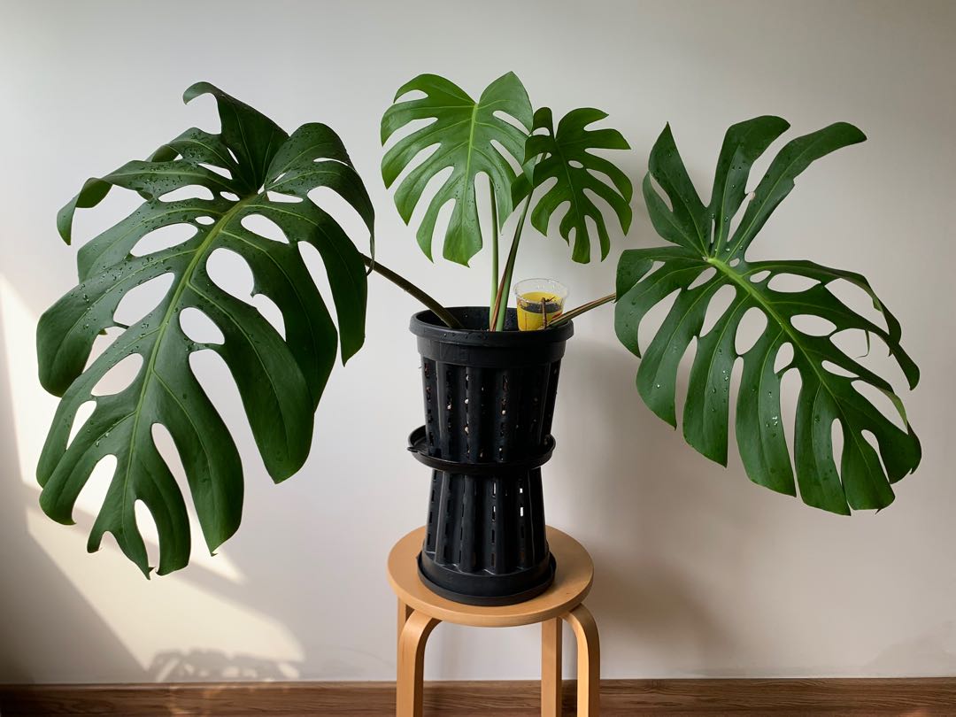 Monstera Deliciosa Brazilian form (Monstera Form 6): pictures, how to ...